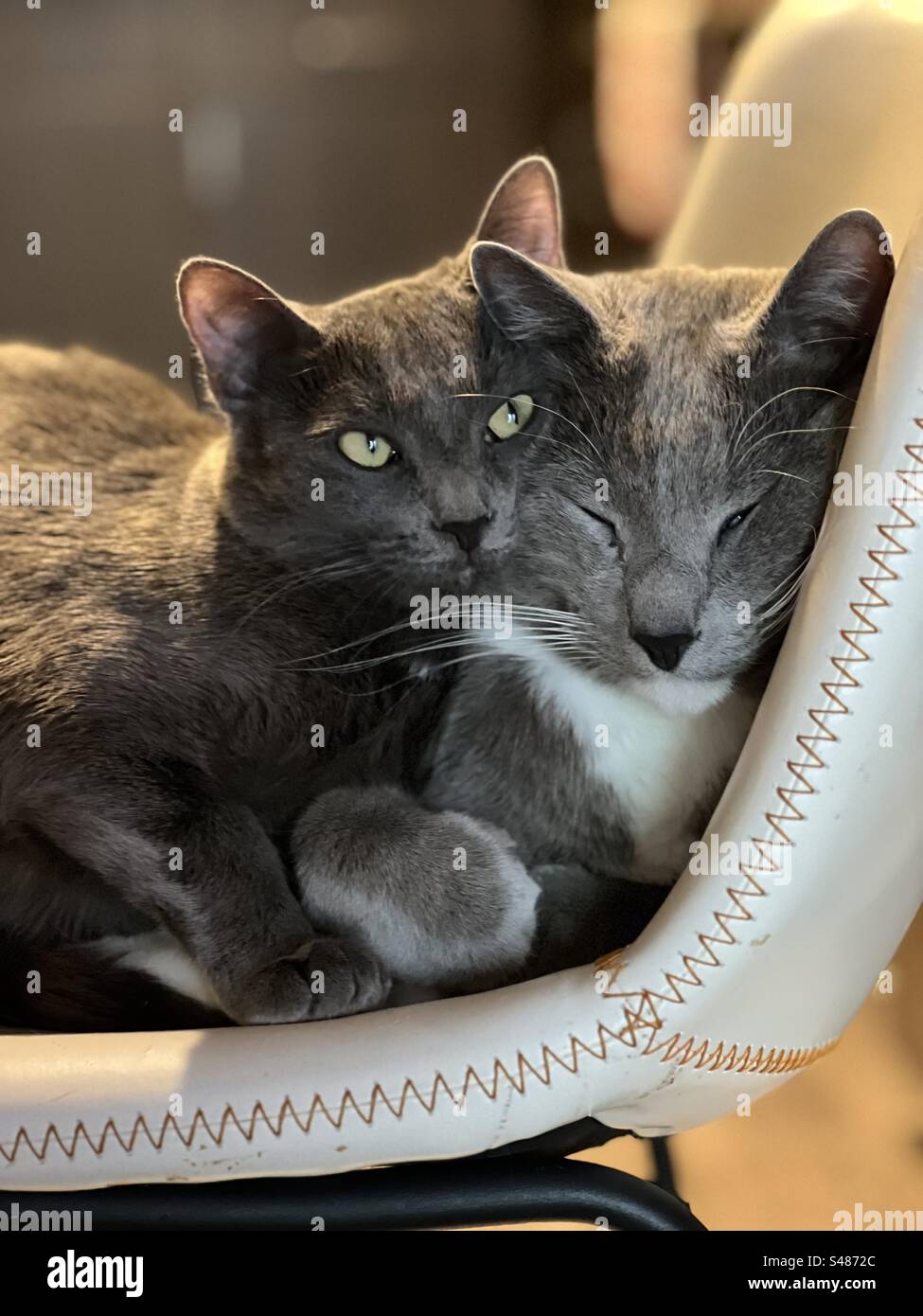 Two cuddling gray cats Stock Photo - Alamy