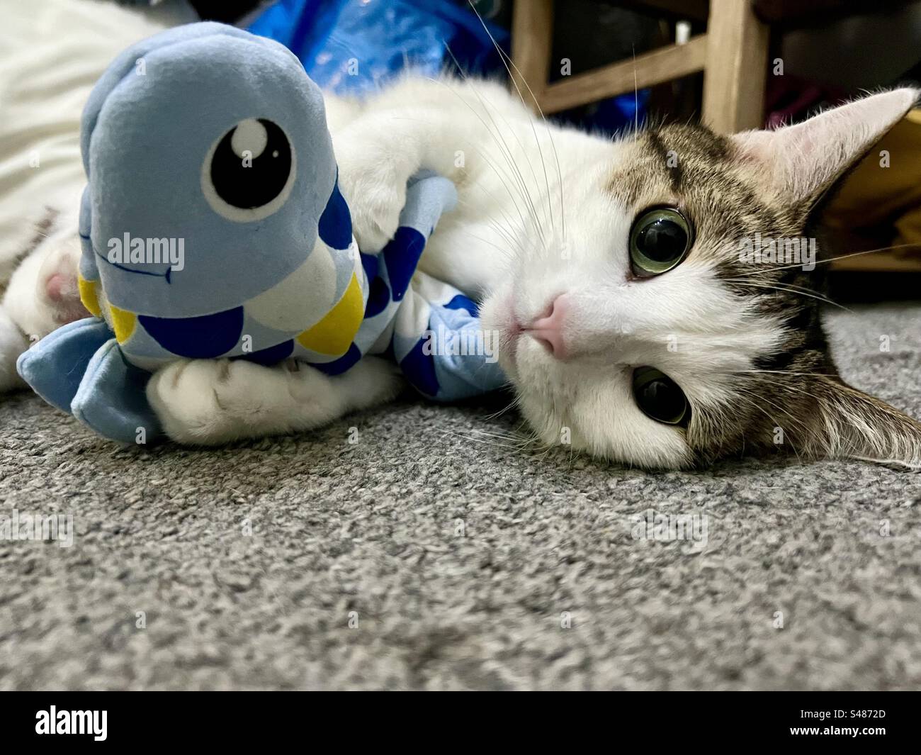 Cat playing fish hi-res stock photography and images - Alamy