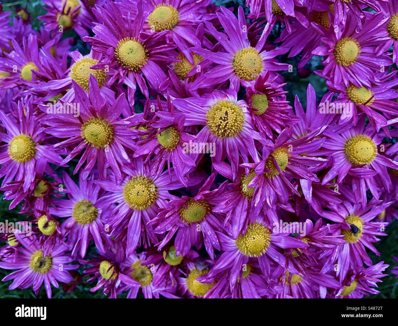 Pink mums hi-res stock photography and images - Alamy