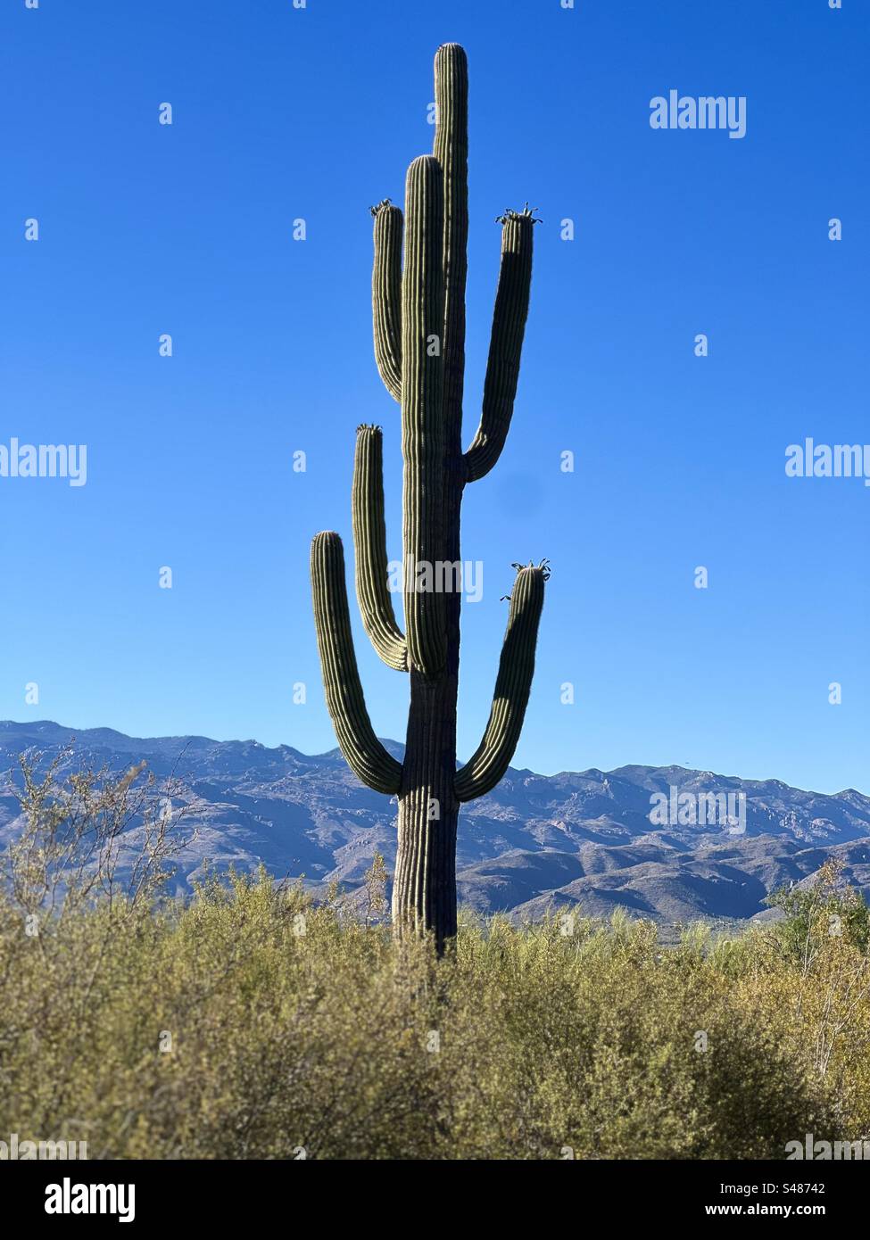 Arizona prickly cactus hi-res stock photography and images - Alamy