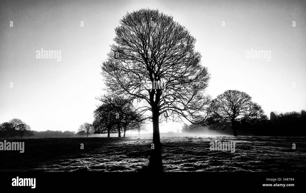 Common plot Black and White Stock Photos & Images - Alamy