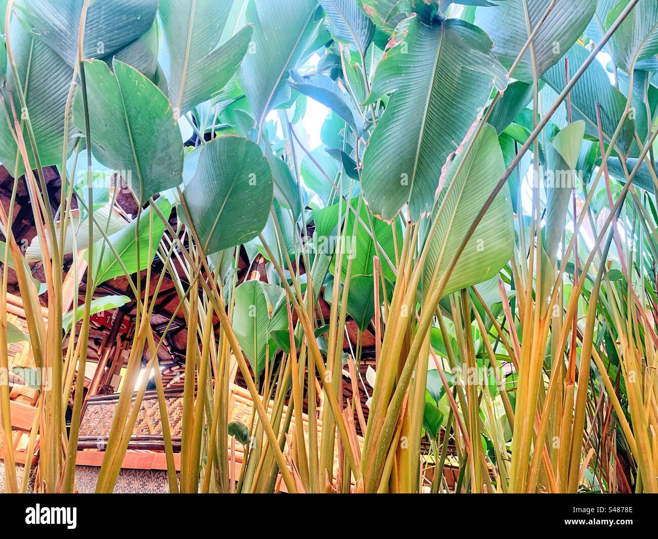 Plantae hi-res stock photography and images - Alamy