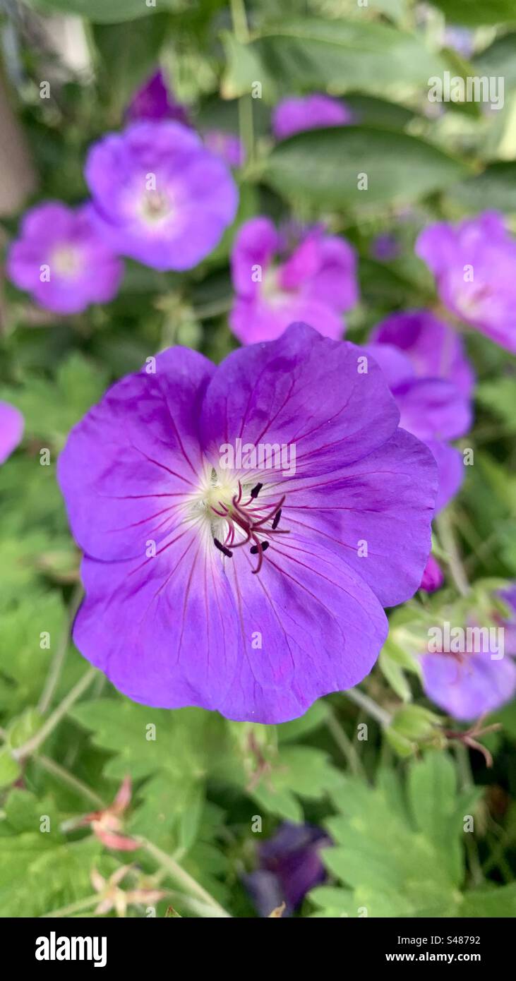 Purple geranium flower Stock Photo - Alamy