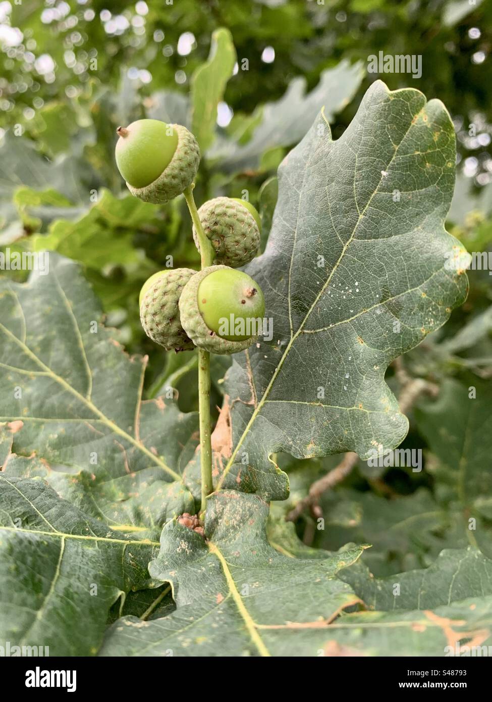 Acorns oak tree hi-res stock photography and images - Alamy