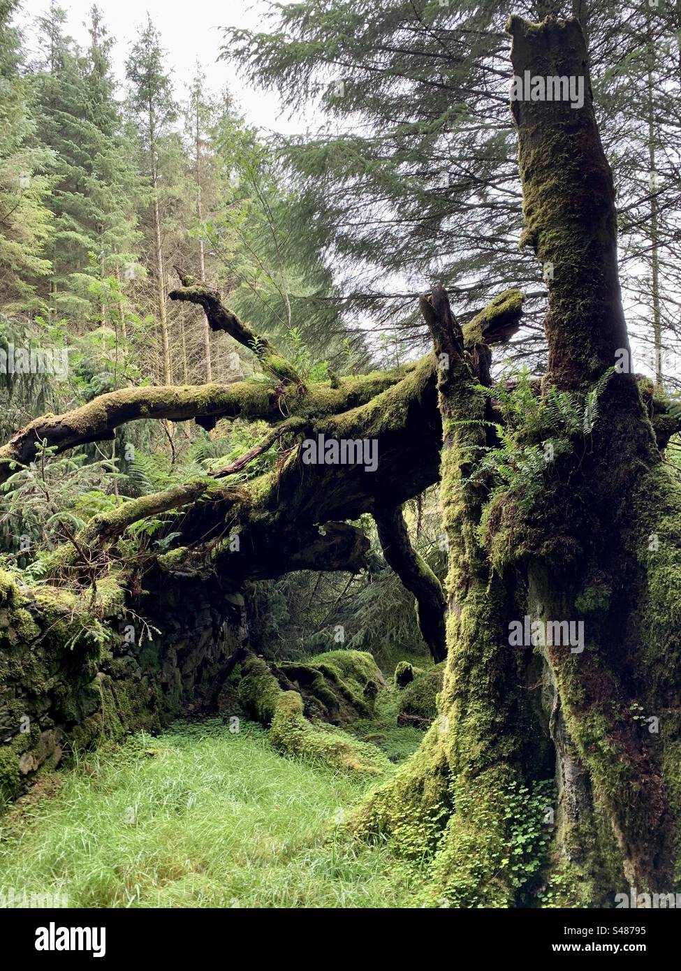 Fallen over tree hi-res stock photography and images - Alamy