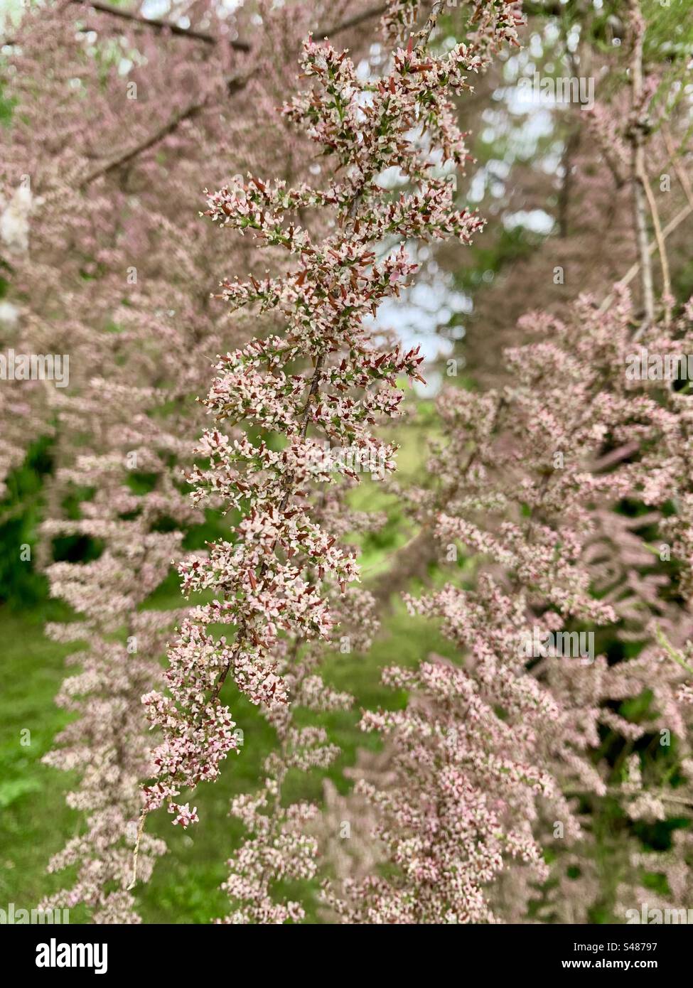 Tamarisk tree pink hi-res stock photography and images - Alamy