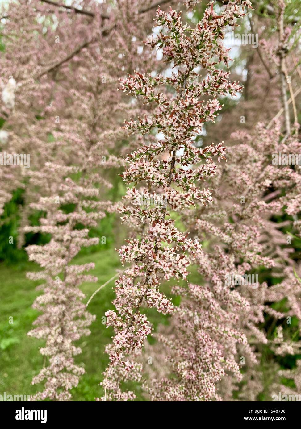 Tamarisk tree hi-res stock photography and images - Alamy