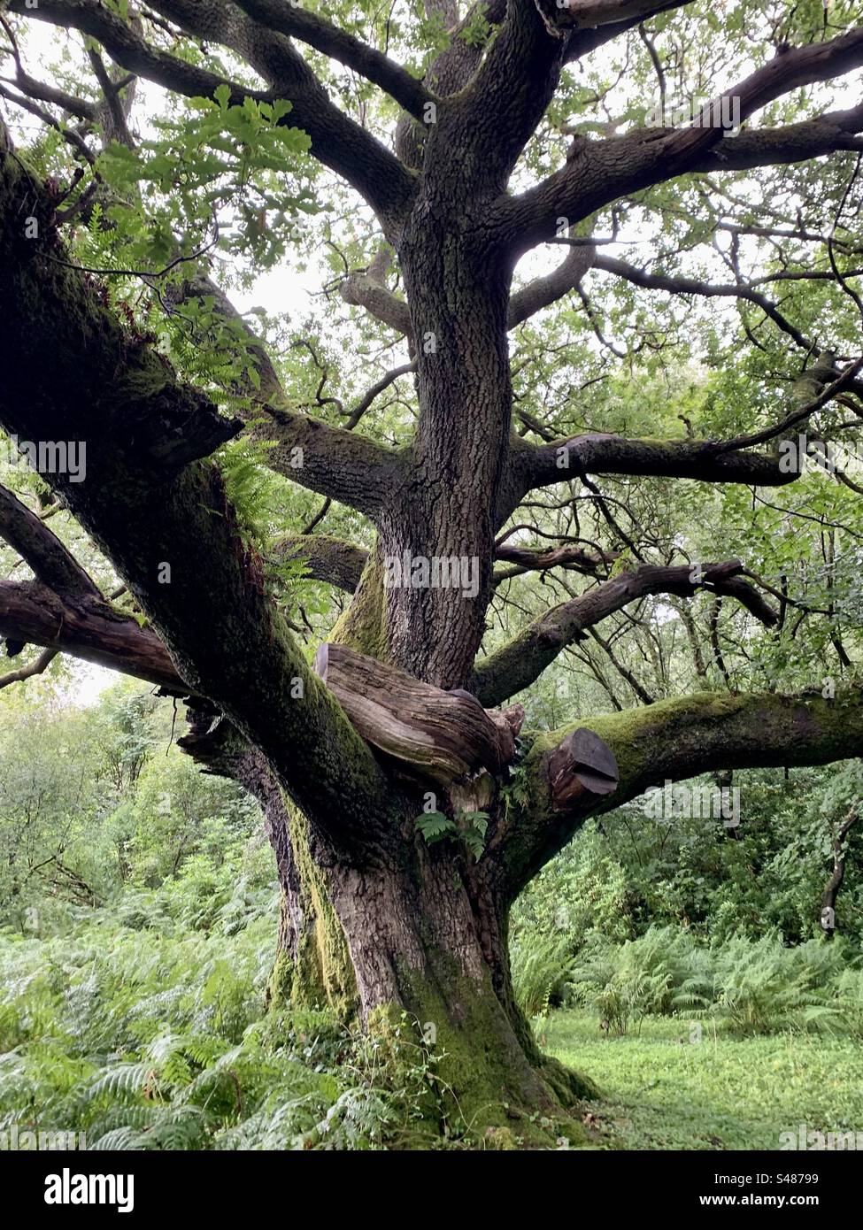 Big old ancient twisted oak tree Stock Photo - Alamy