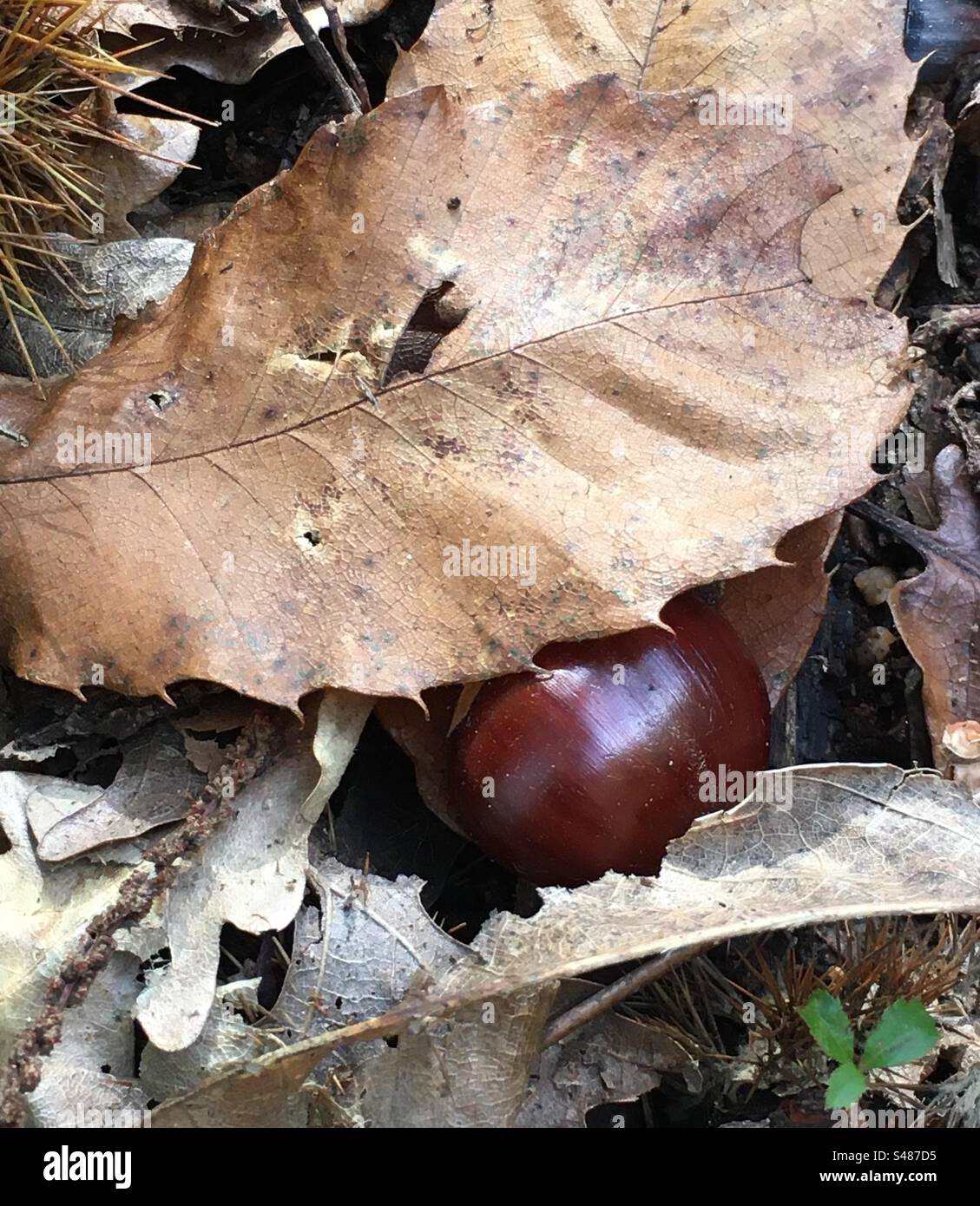 Castagna hi-res stock photography and images - Alamy