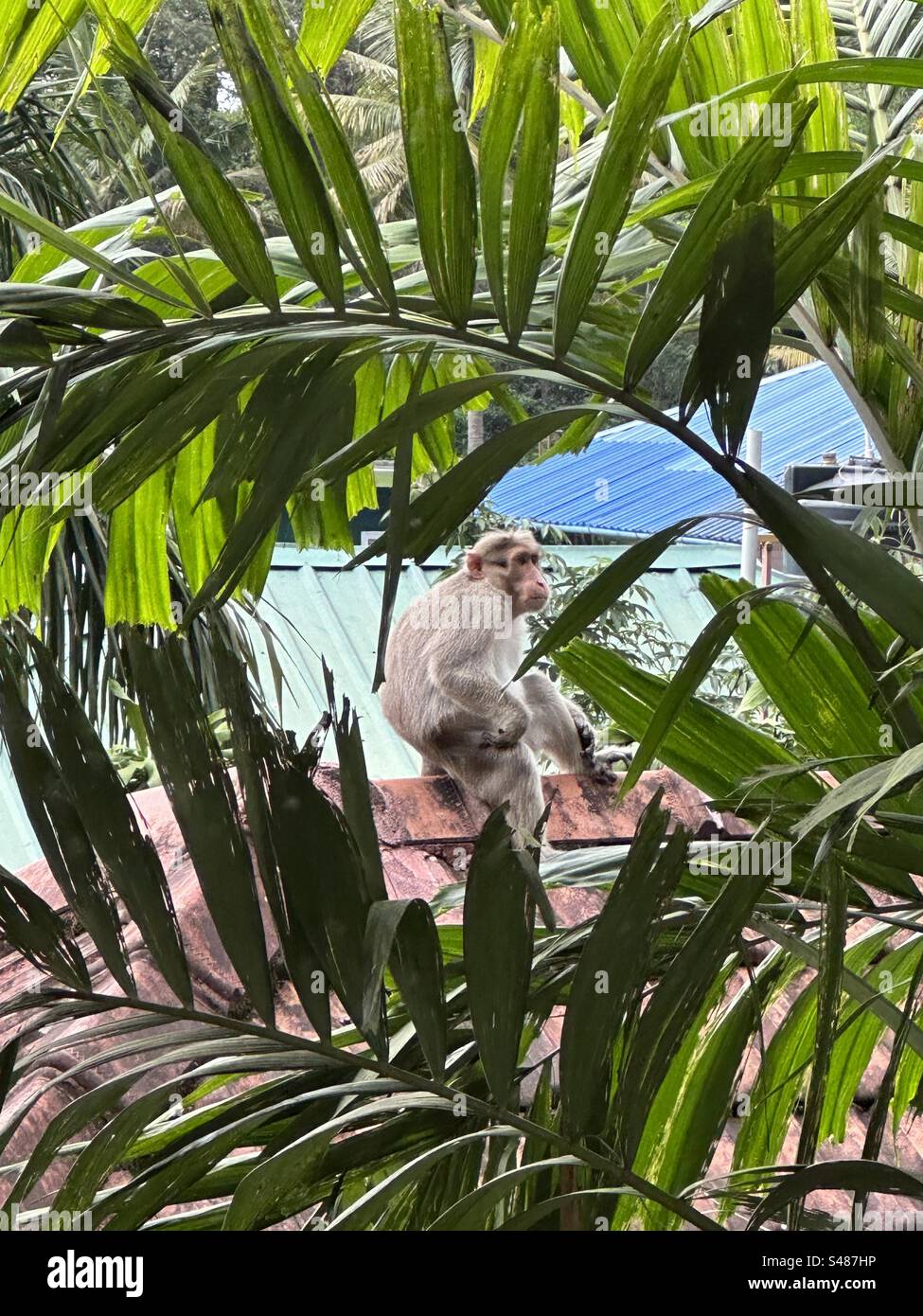 Monkey palm hi-res stock photography and images - Alamy