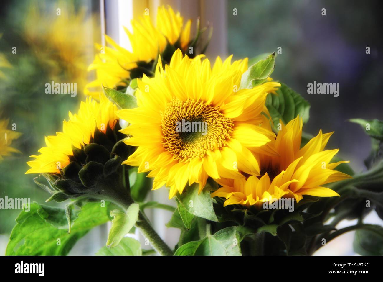 Focus on sunflower hi-res stock photography and images - Alamy