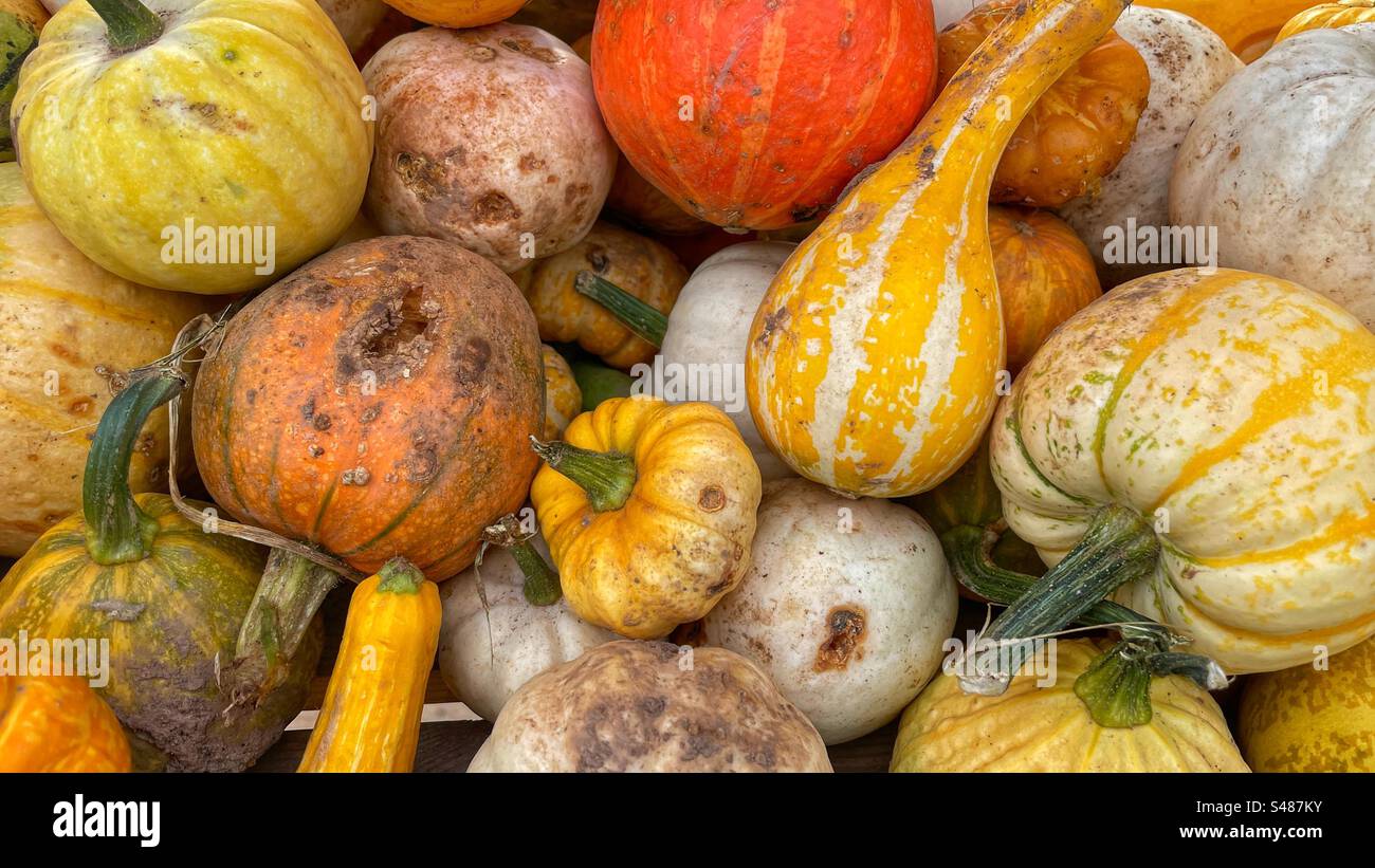 Colours of pumpkins hi-res stock photography and images - Alamy