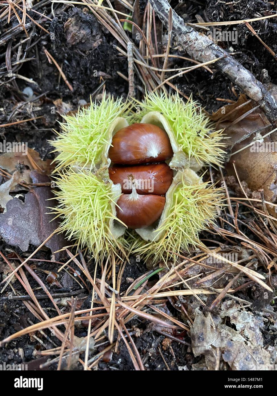 The ground is adorned with freshly fallen chestnuts, offering a glimpse ...