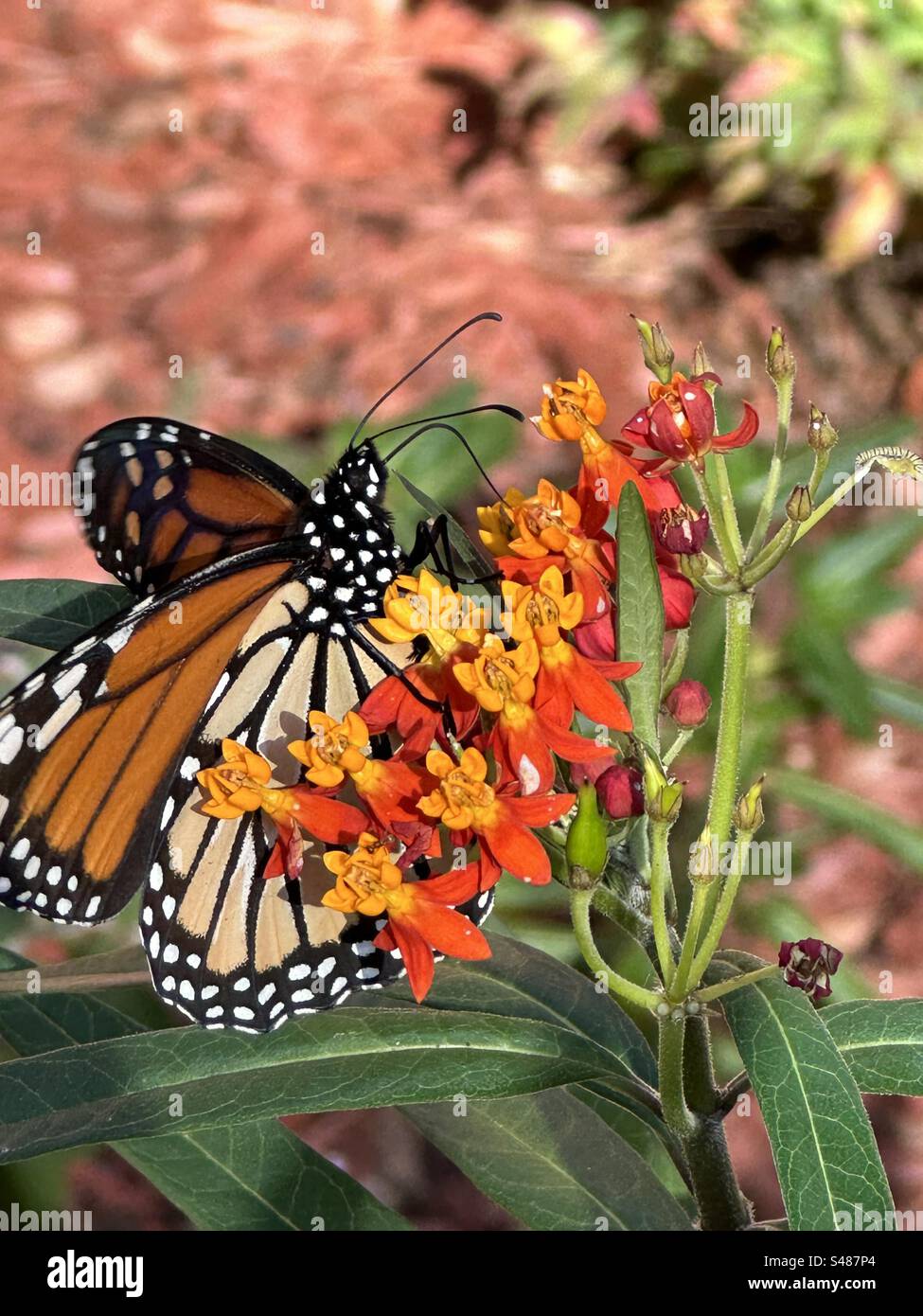 Mariposas i hi-res stock photography and images - Alamy