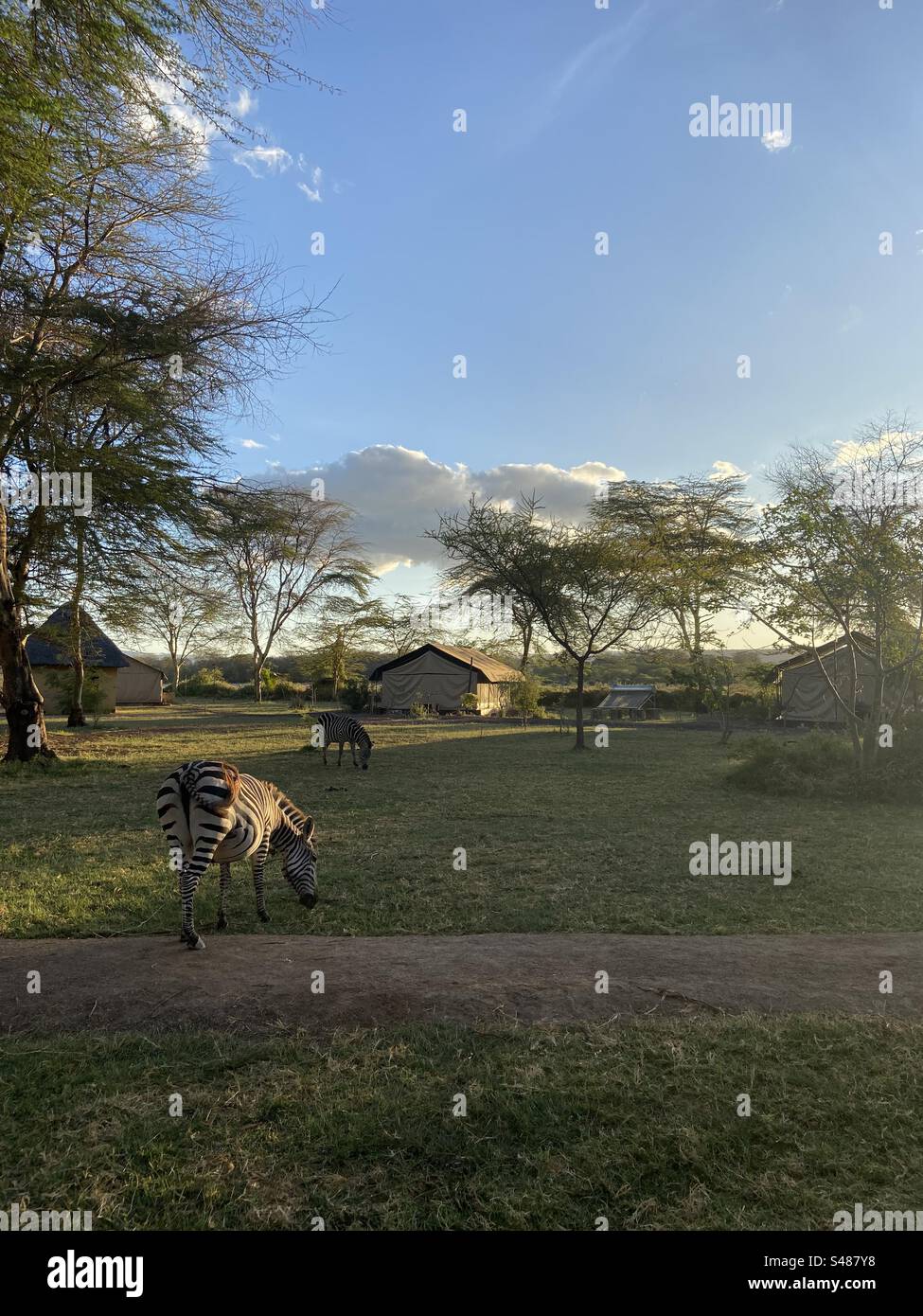 Zebra bottom hi-res stock photography and images - Alamy