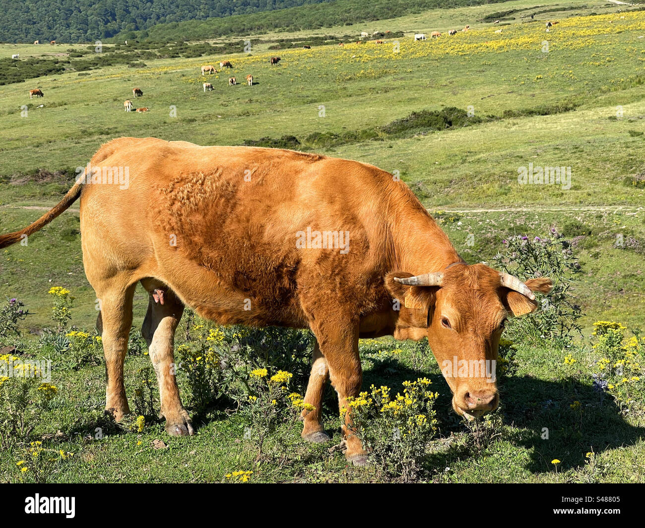 Cow cows cattle livestock hi-res stock photography and images - Alamy