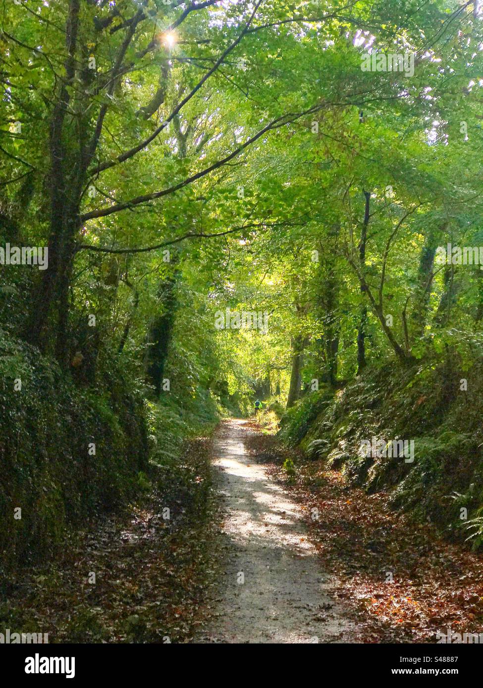Path through woods sun streaming through trees Stock Photo - Alamy