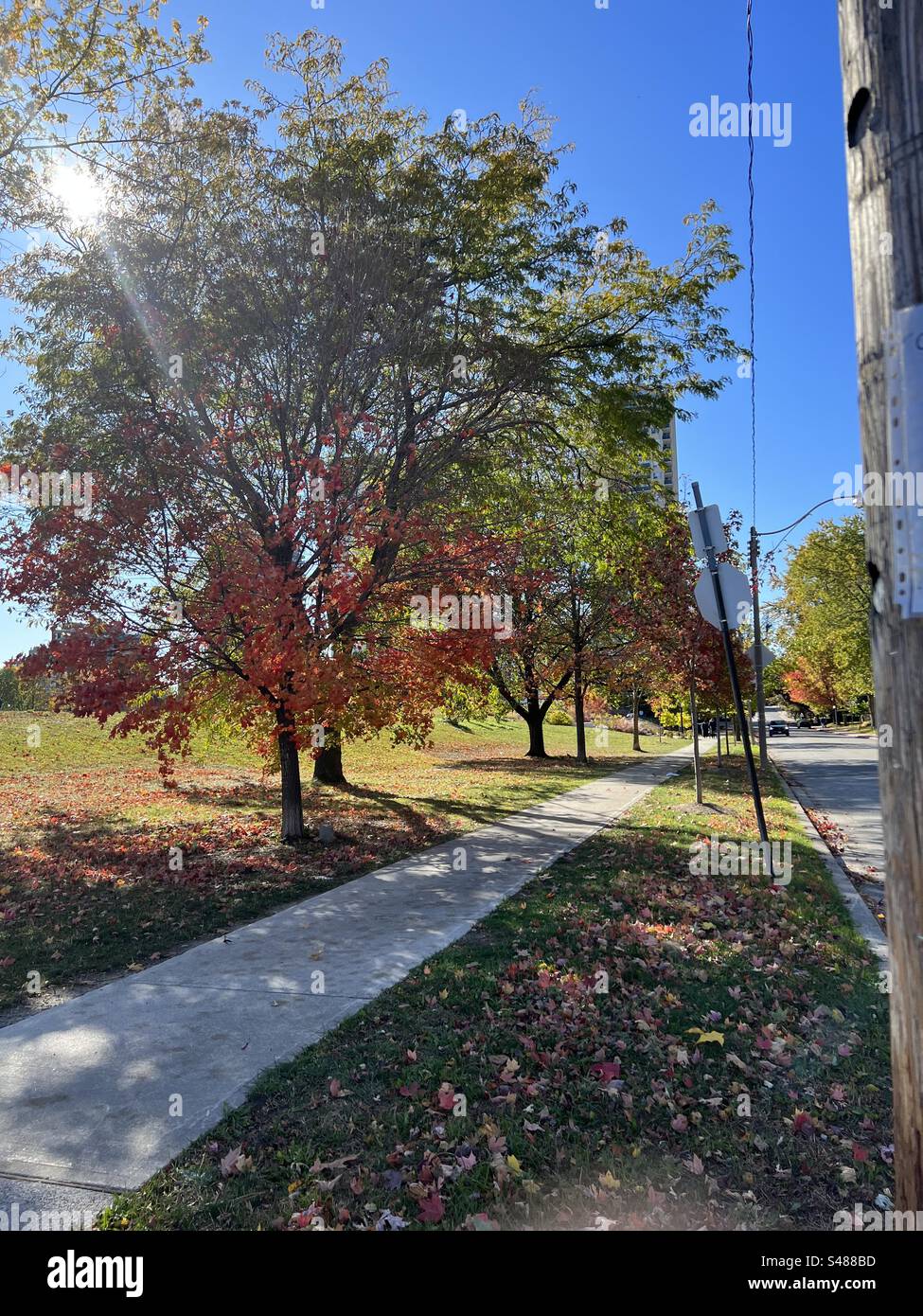 Fall tree behind a brilliant sun. Nature sunny colours. Parkway between ...