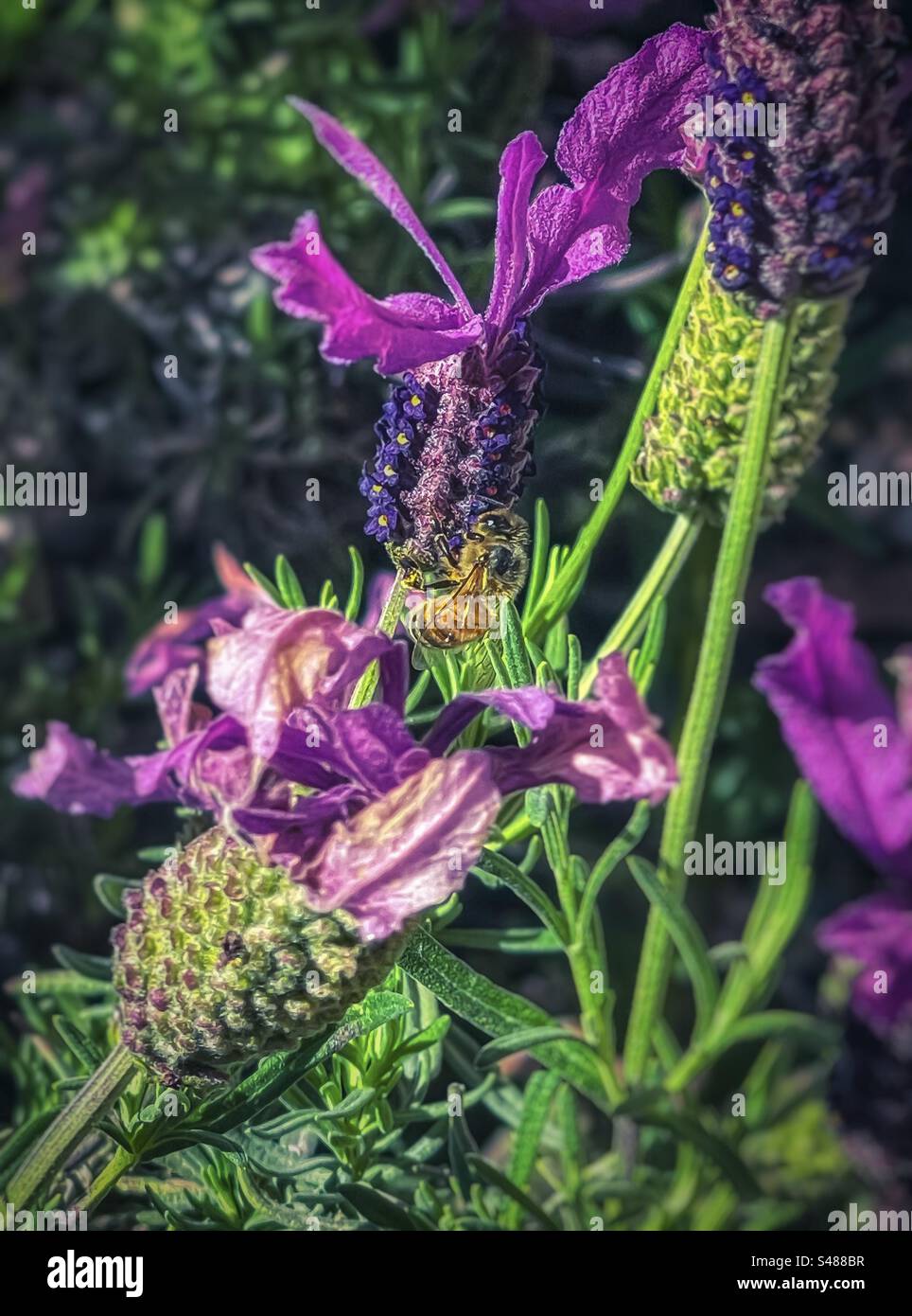A honey bee foraging for nectar and pollen on a lavender flower. Focus ...