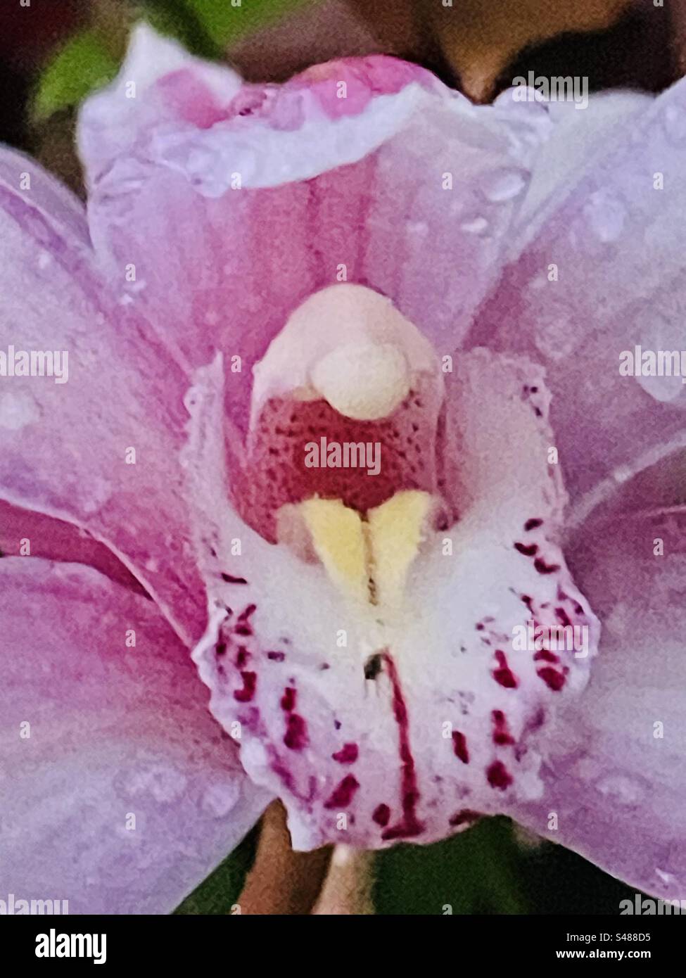 Throat flower hi-res stock photography and images - Alamy