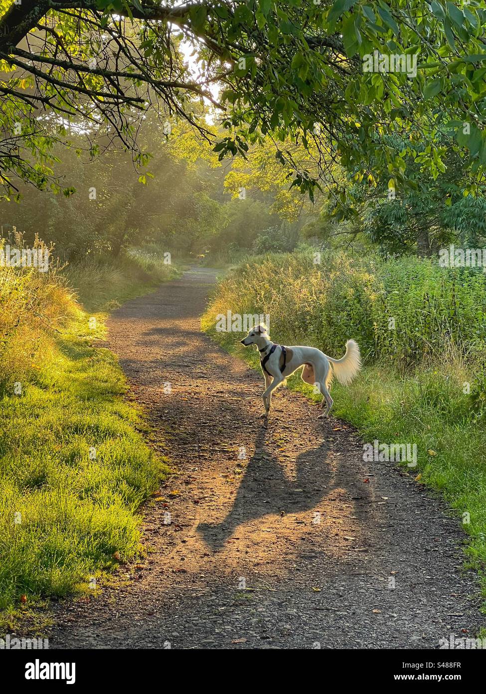 Lurcher cross hi-res stock photography and images - Alamy