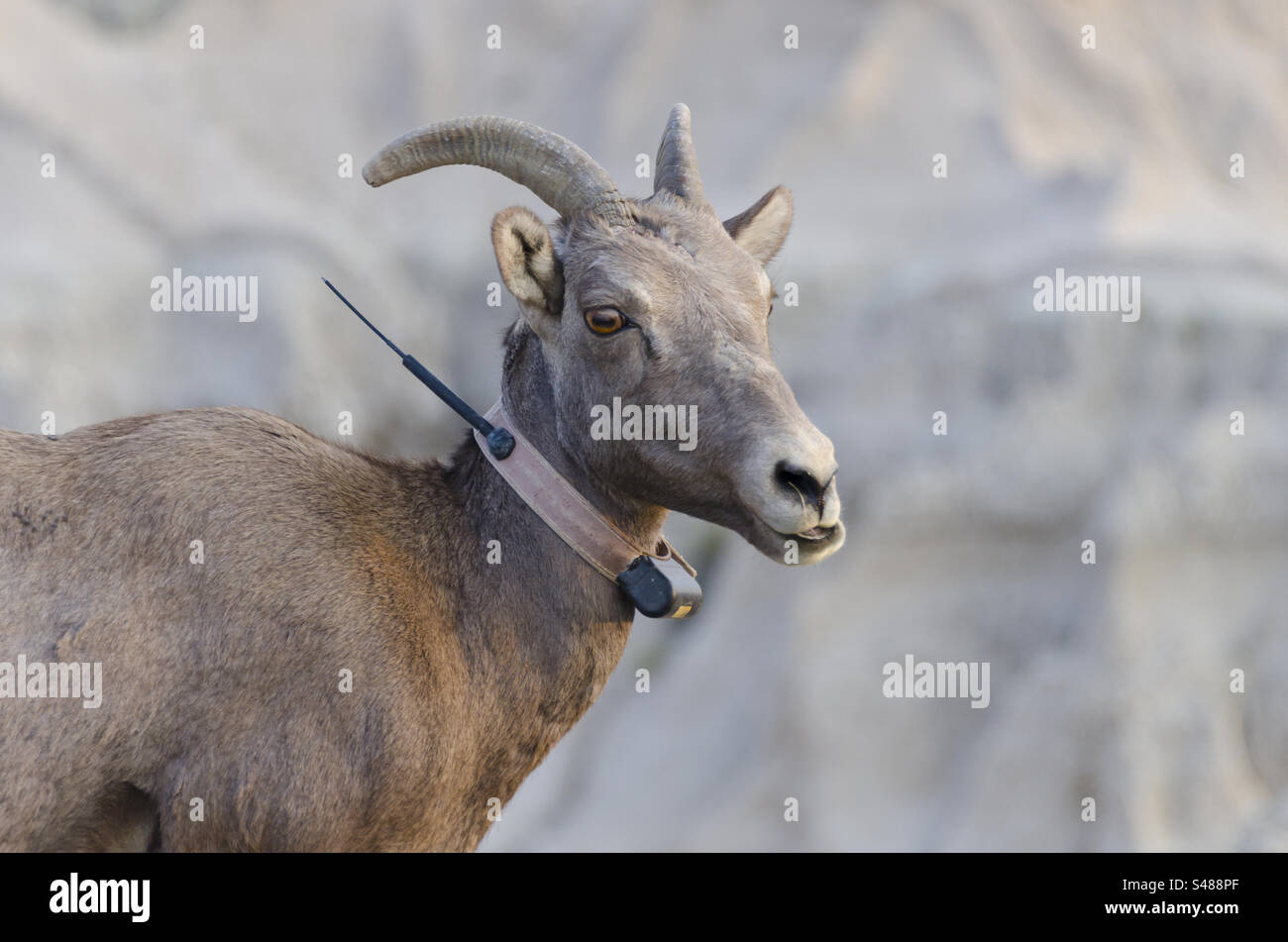 Female, bighorn sheep, with tracking radio in badlands national park ...