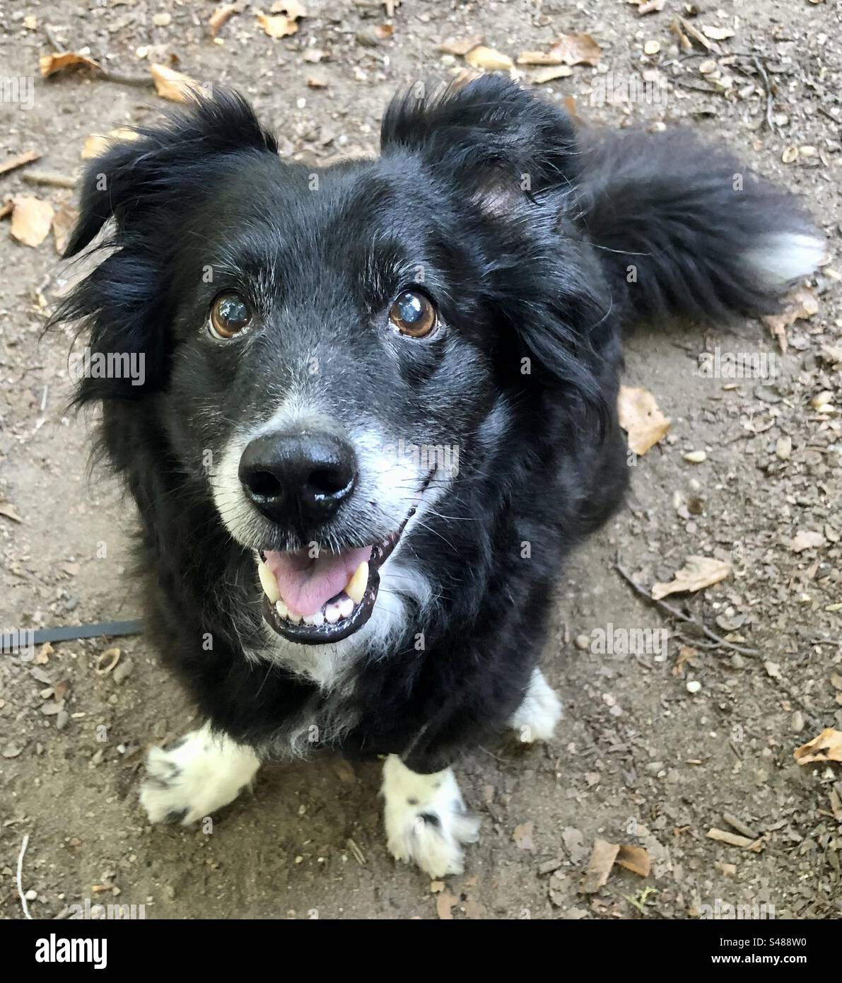 Hund, Schwarz, Weiß, Fell, Tier Stock Photo - Alamy