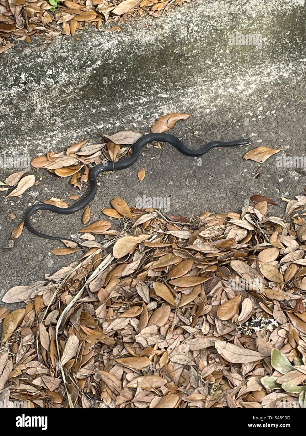 Black snake hi-res stock photography and images - Alamy