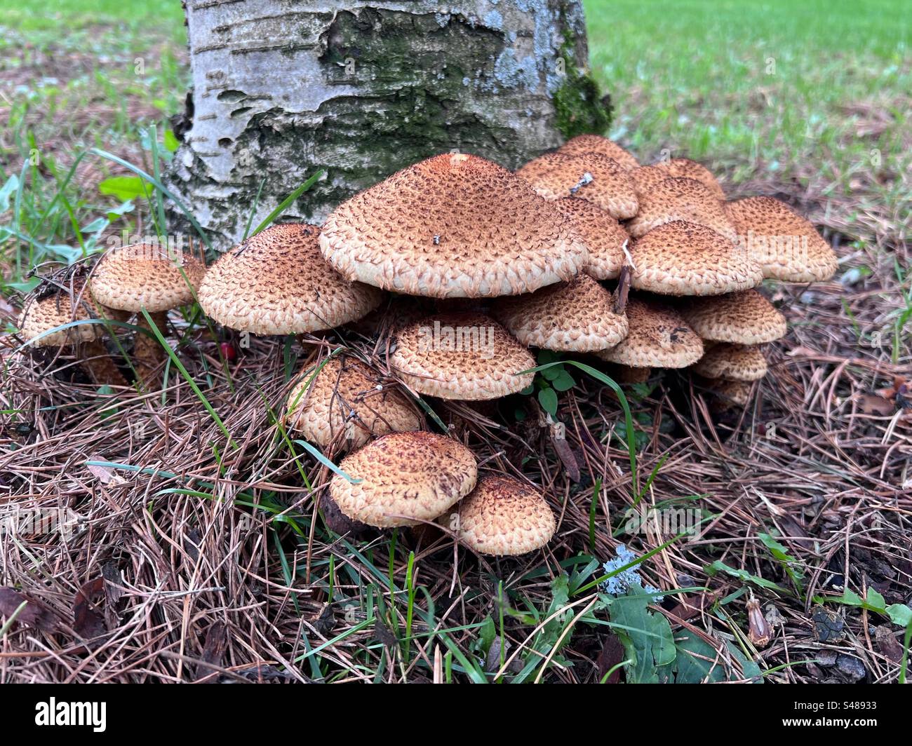 Group of Pholiota squarrosa, commonly known as the shaggy scalycap ...