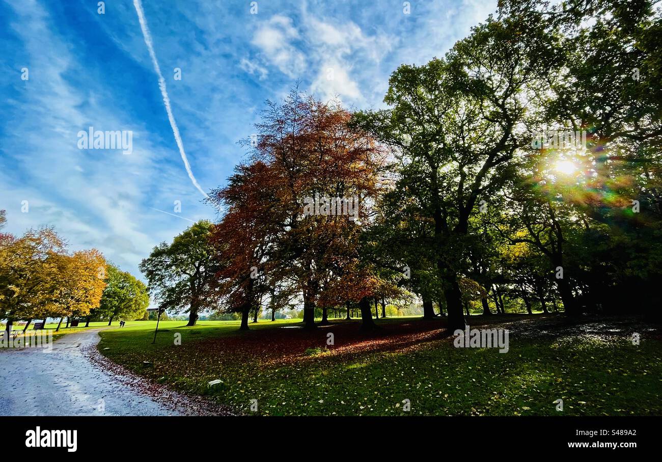 Autumn sunshine through trees that are shedding leaves with blue Sky ...