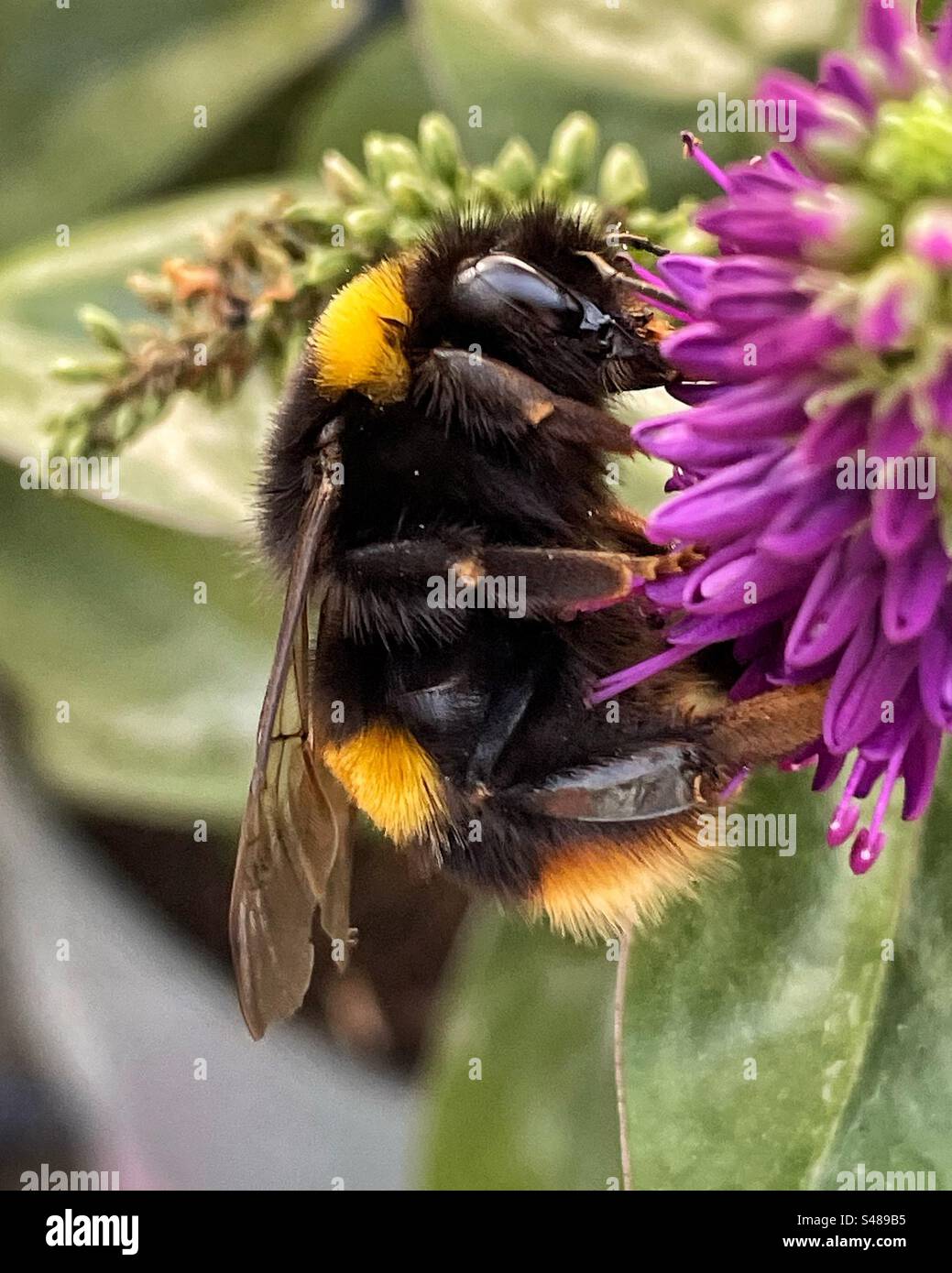 Buff-tailed bumblebee (Bombus terrestris Stock Photo - Alamy