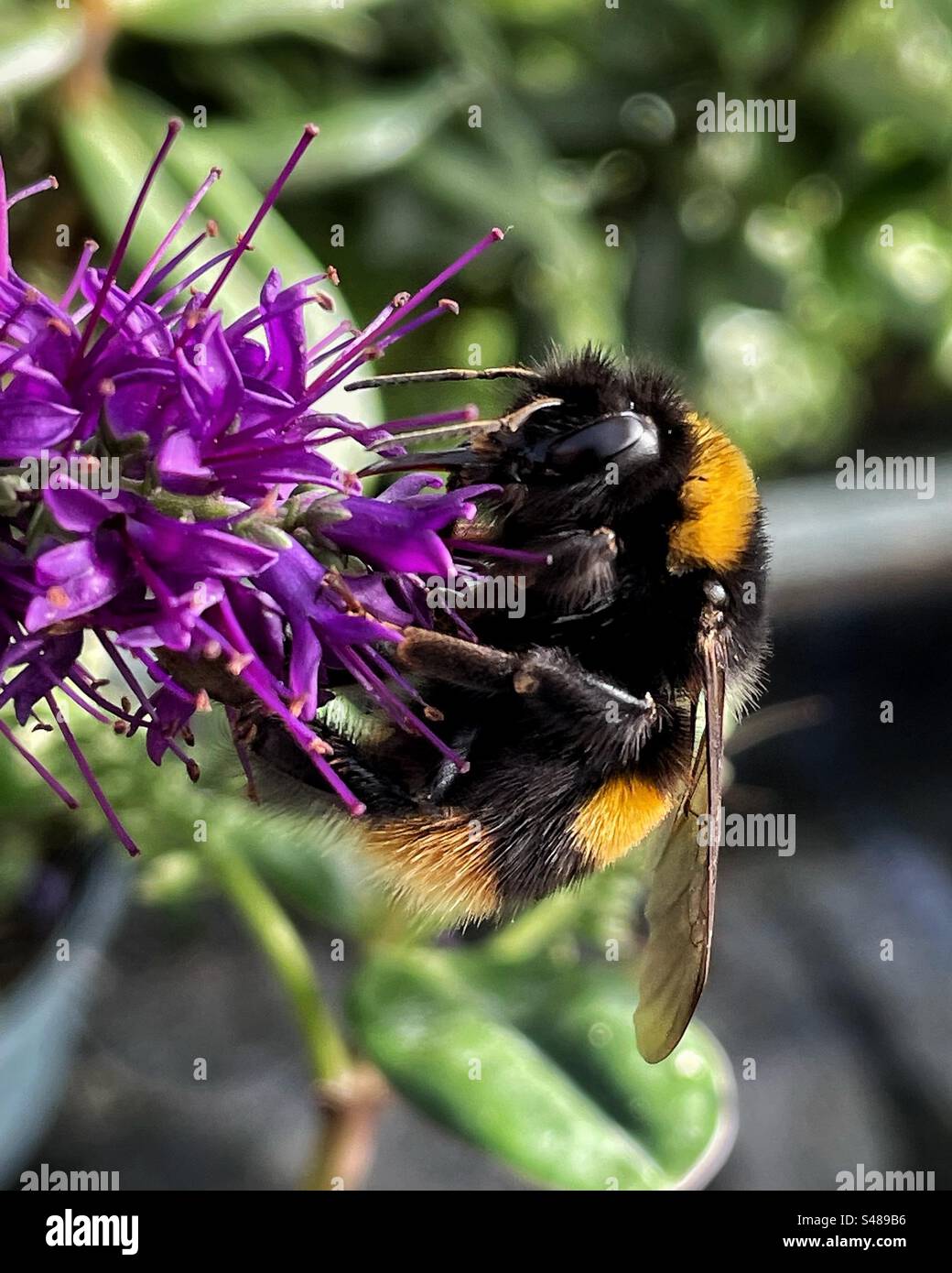 Buff-tailed bumblebee (Bombus terrestris Stock Photo - Alamy