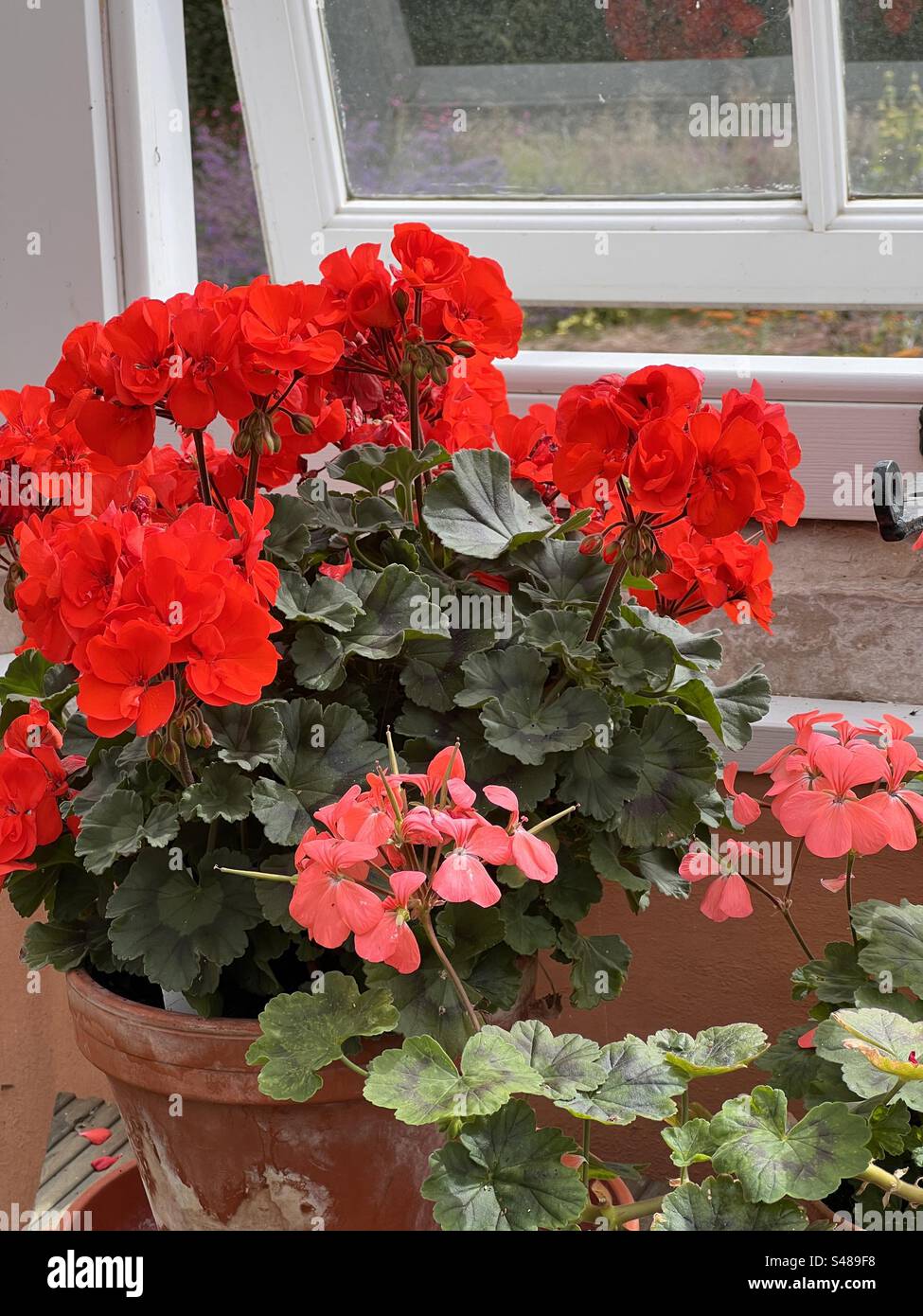 Red geraniums in a terracotta pot by an open window Stock Photo - Alamy