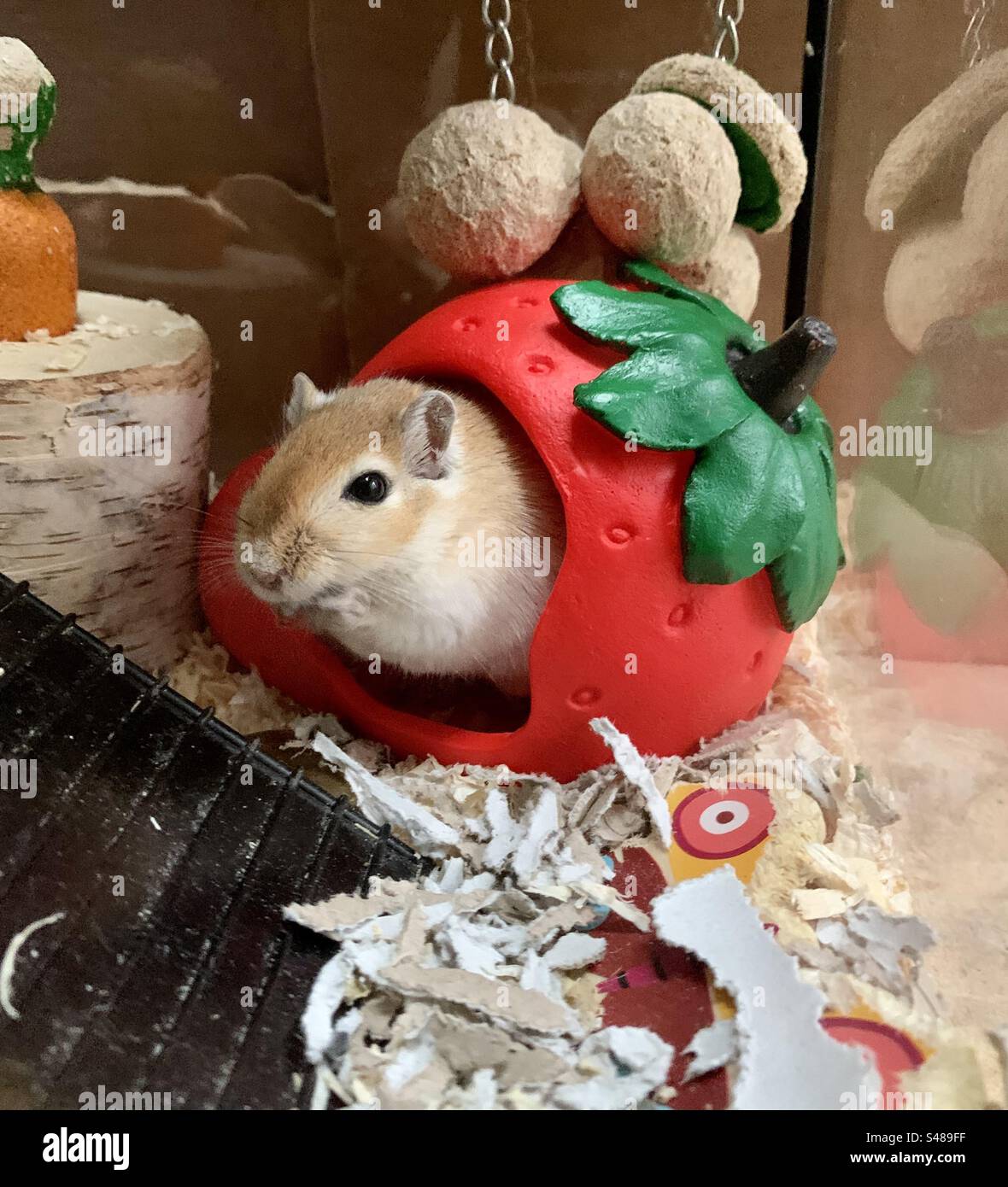 Strawberry hideout hi-res stock photography and images - Alamy