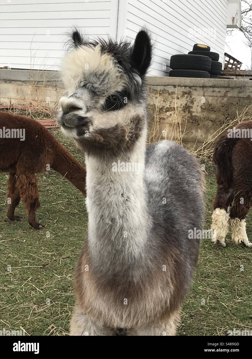 Alpaca farm hi-res stock photography and images - Alamy