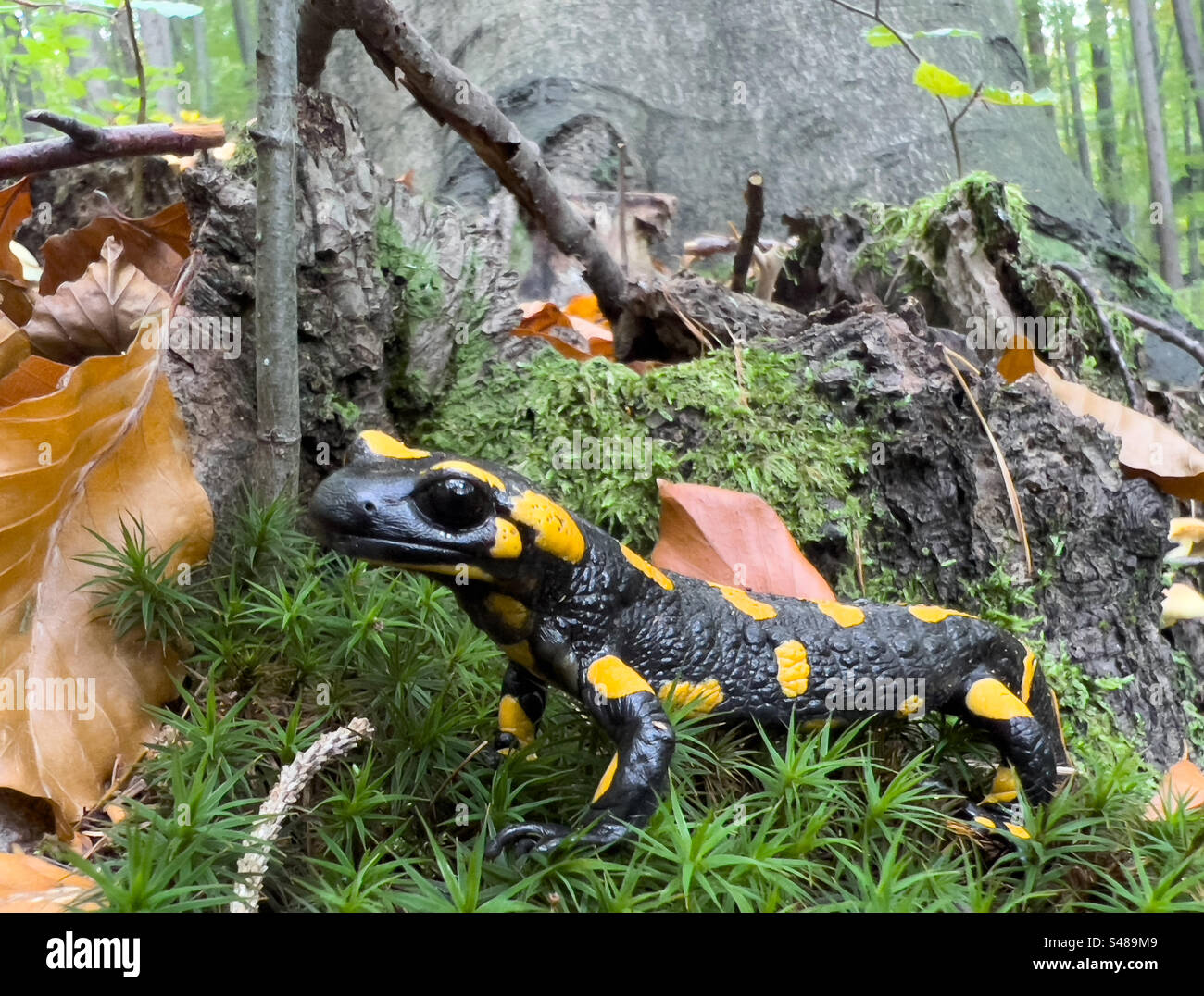 Rare black fire salamander hi-res stock photography and images - Alamy
