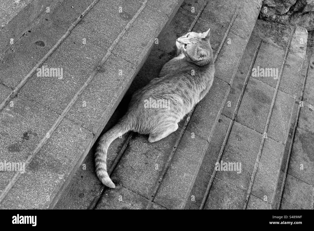 Monochrome animal hi-res stock photography and images - Alamy
