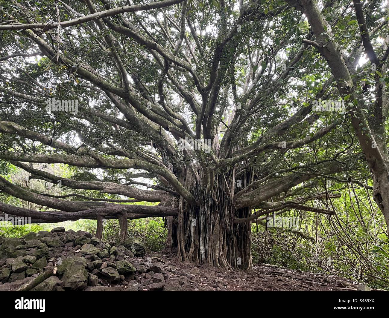 Banyan tree maui hi-res stock photography and images - Alamy