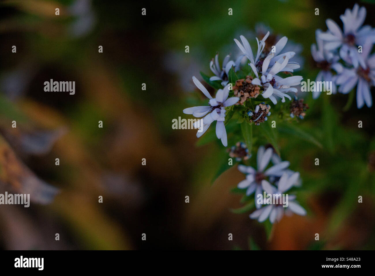 Blue macro photo of flower Stock Photo - Alamy
