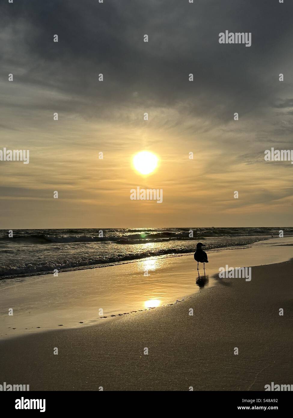Golden sunset with seagull silhouette Emerald Coast Florida beach Stock ...