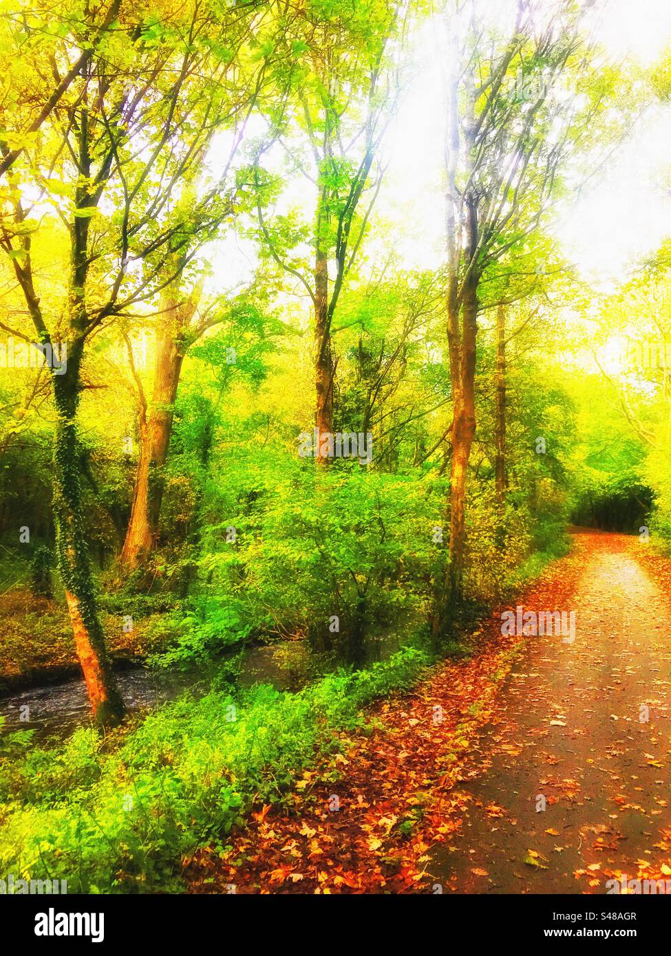 Trees lining cycle path in Autumn Stock Photo - Alamy