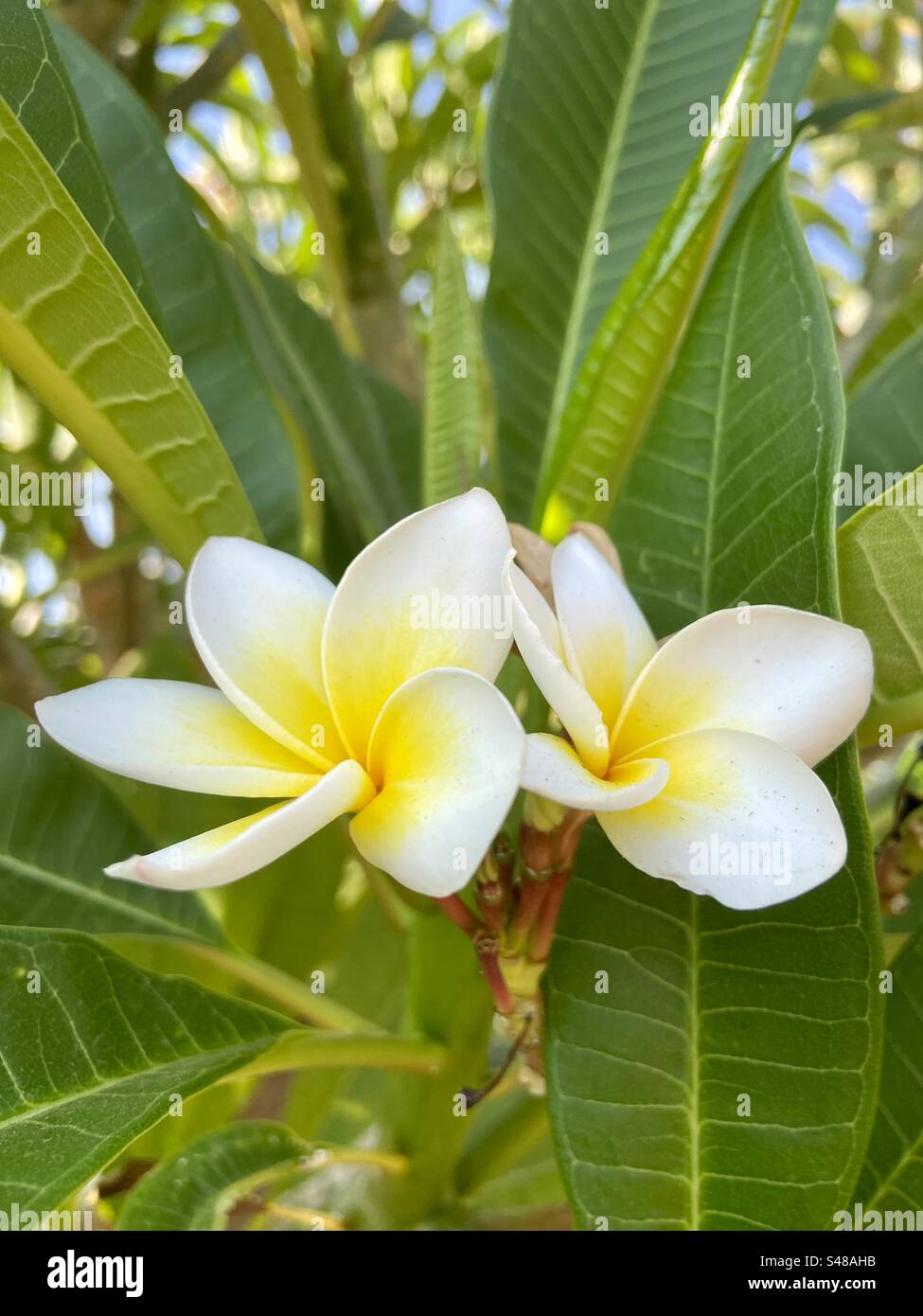 Frangipani flower hi-res stock photography and images - Alamy