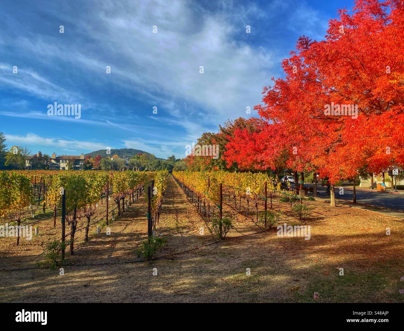 Napa Valley Vineyard in the Fall Stock Photo - Alamy