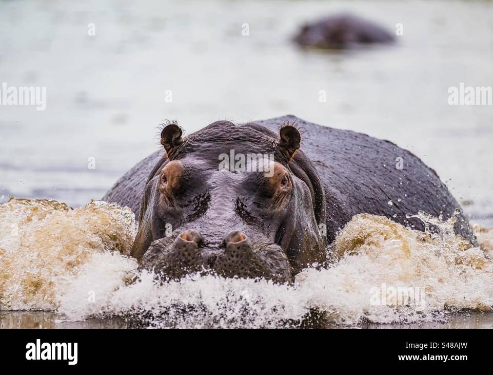 Hippo charge hi-res stock photography and images - Alamy