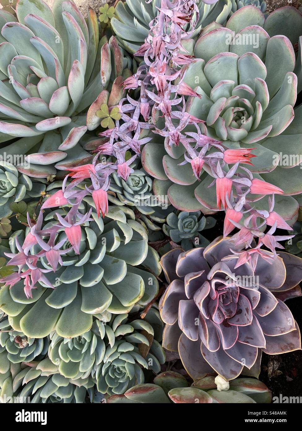 Plants with colorful leaves hi-res stock photography and images - Alamy