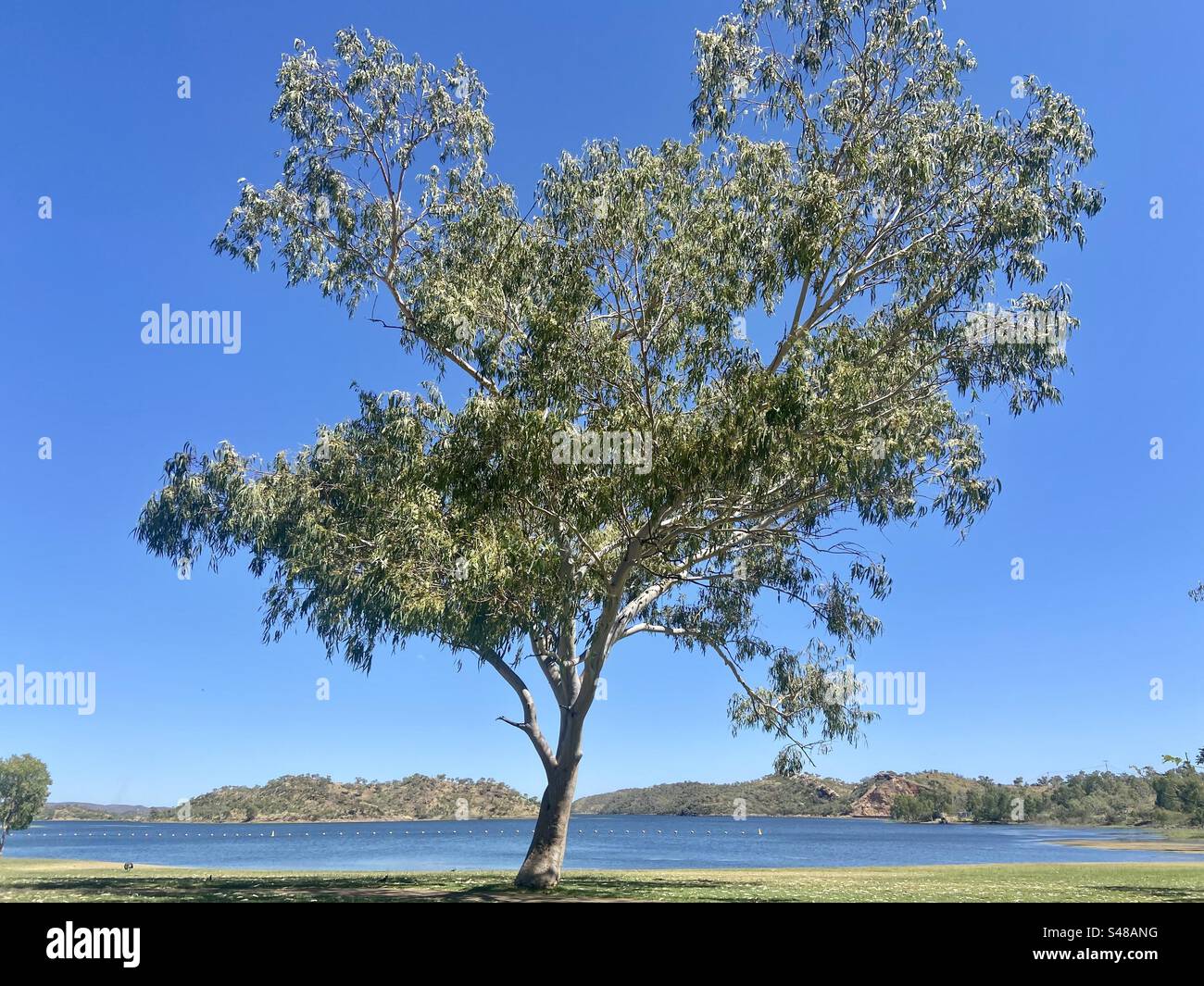 Tree and lake hi-res stock photography and images - Alamy