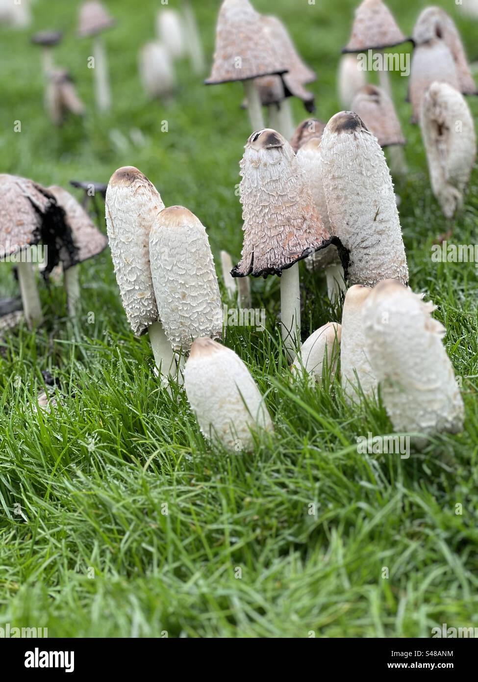 White toadstools hi-res stock photography and images - Alamy