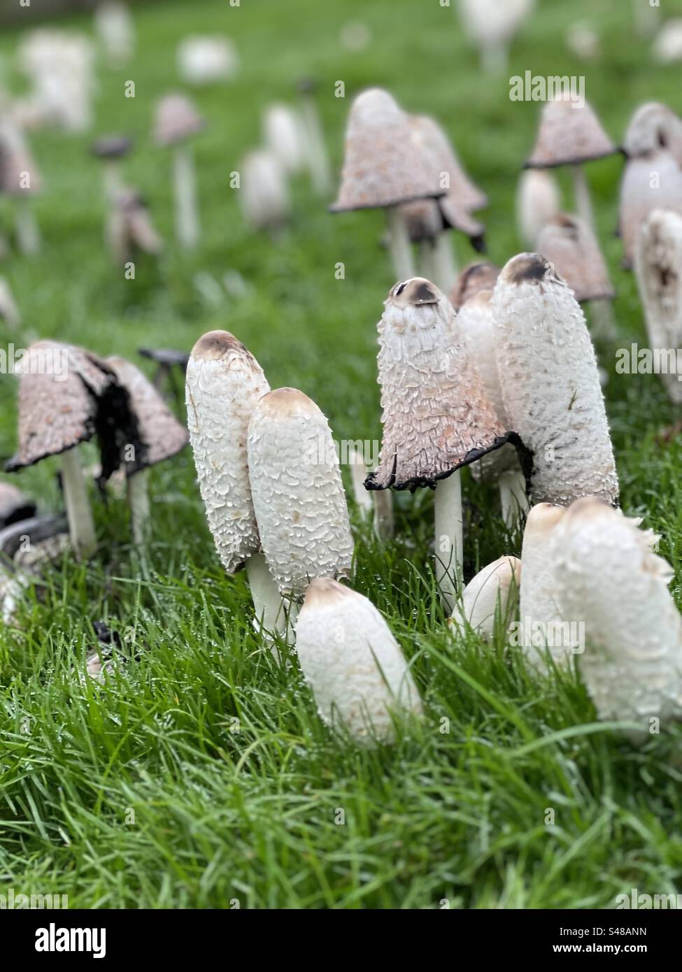 White toadstools hi-res stock photography and images - Alamy
