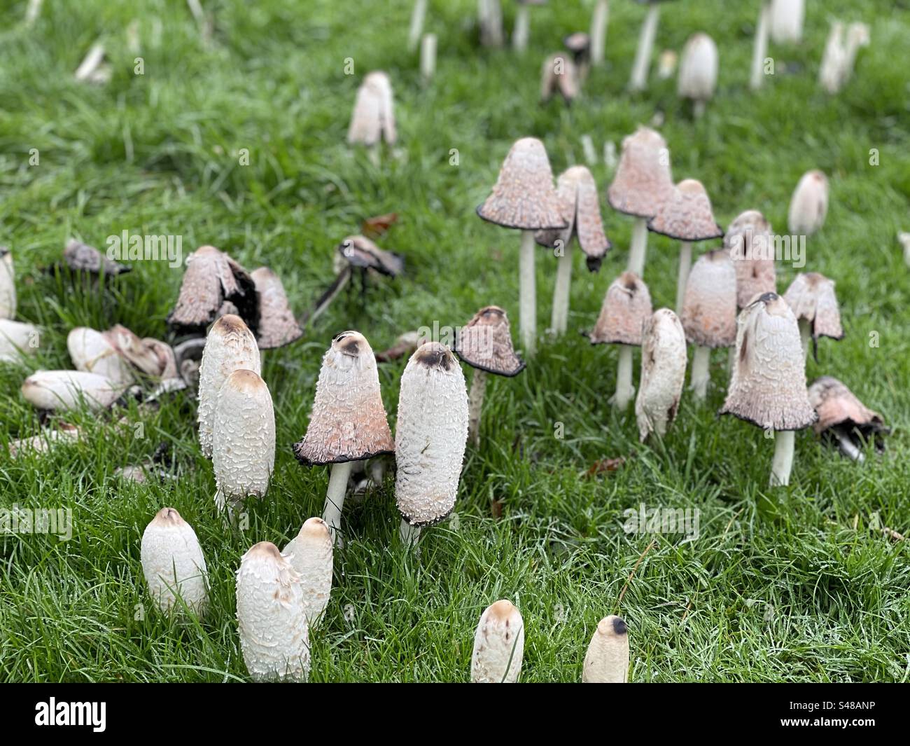 Tall grass open field hi-res stock photography and images - Alamy