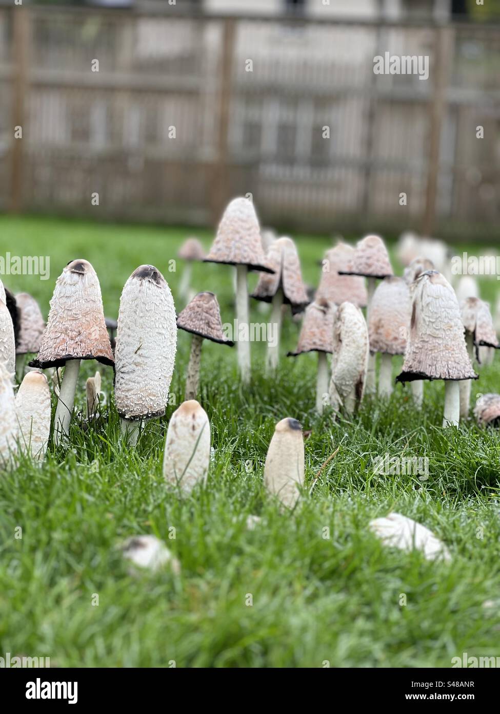 White tall toadstools hi-res stock photography and images - Alamy
